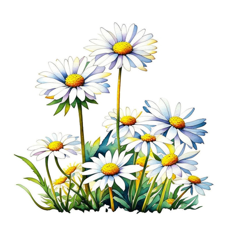 Daisies Digital Art | Flowers Clipart | 10 High Quality Jpgs | Digital ...