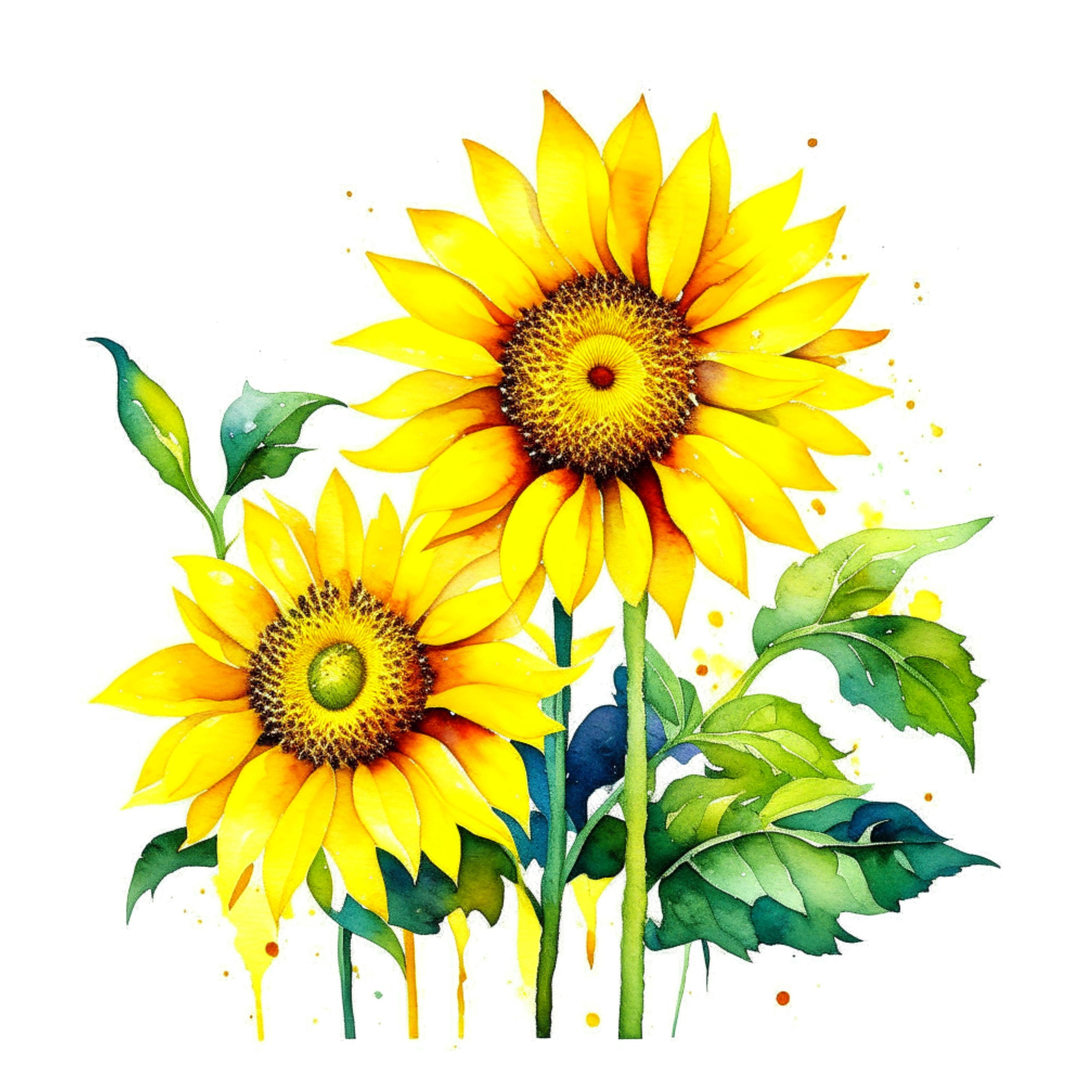 Sunflowers Digital Art Flowers Clipart 10 High Quality Jpgs Digital ...