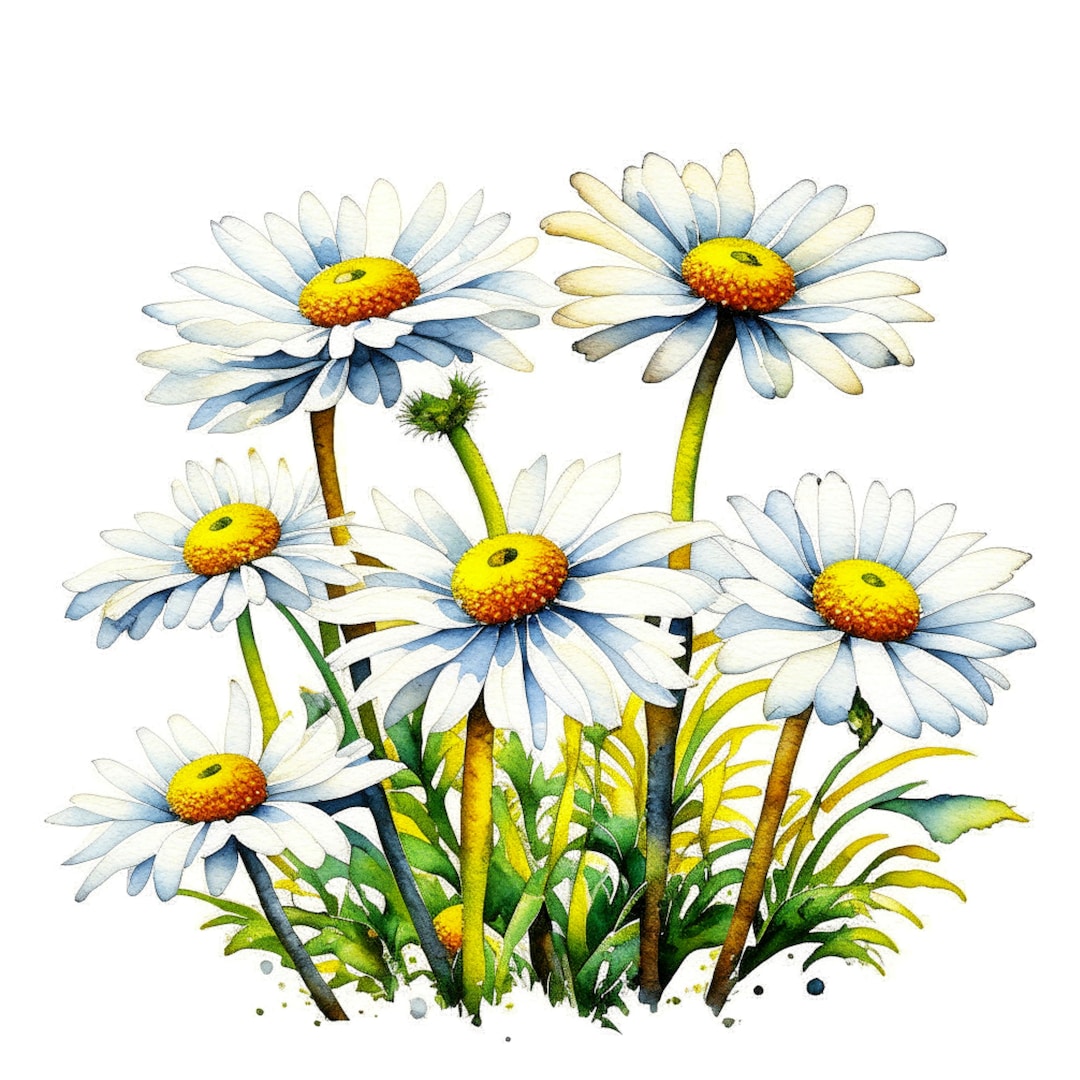 Daisies Digital Art | Flowers Clipart | 10 High Quality Jpgs | Digital ...