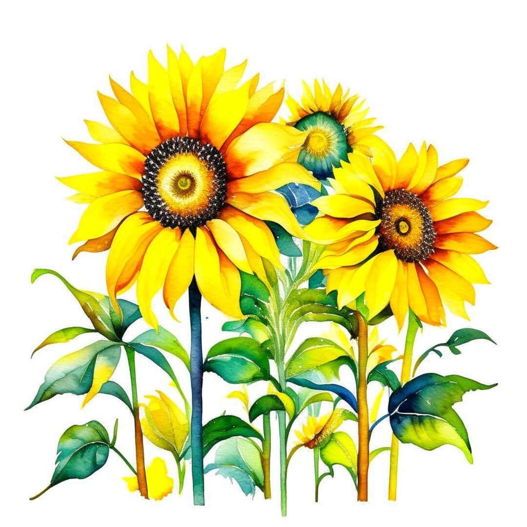 Sunflowers Digital Art | Flowers Clipart | 10 High Quality Jpgs ...