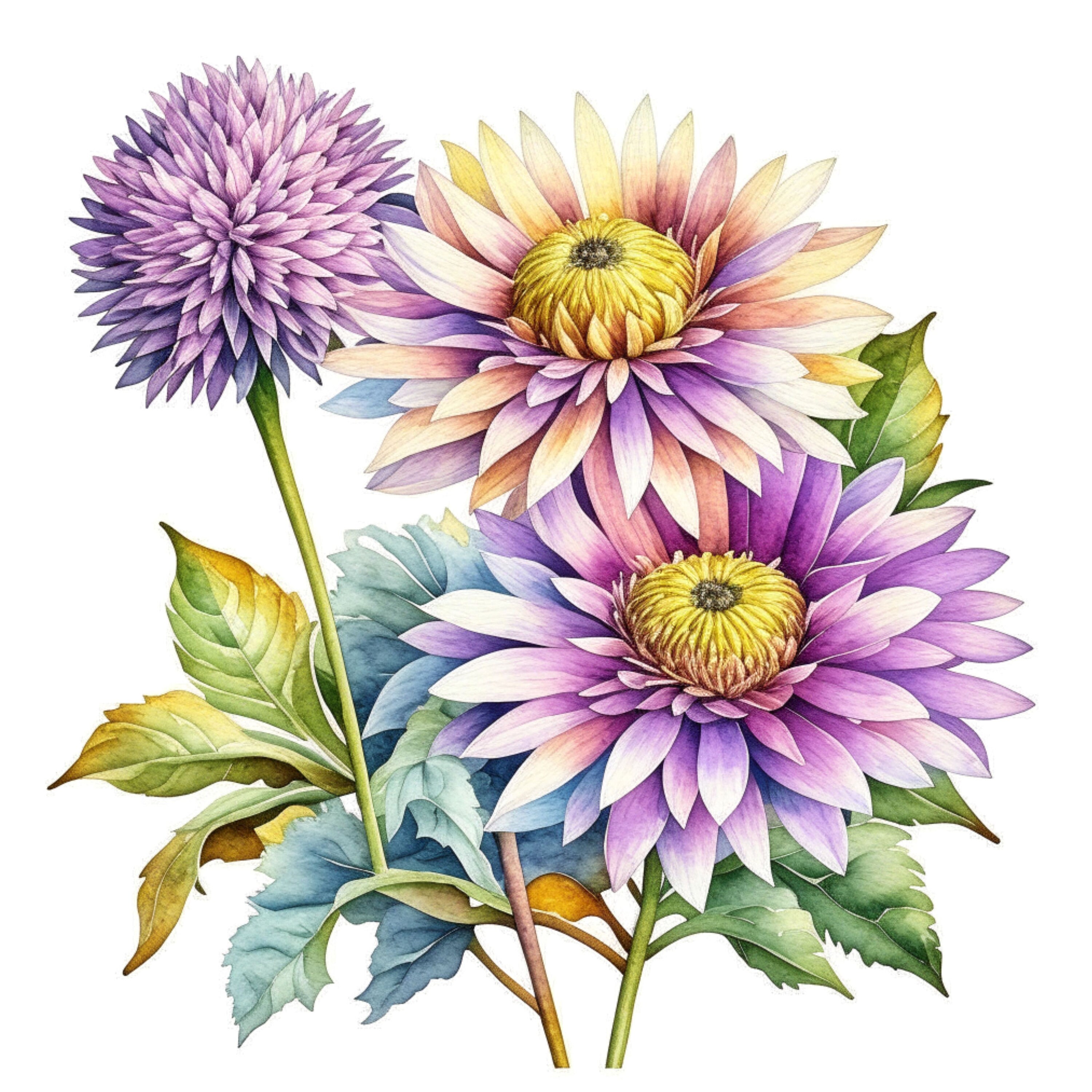 Asters Digital Art Clipart Aster 15 High Quality Jpgs Digital Download ...
