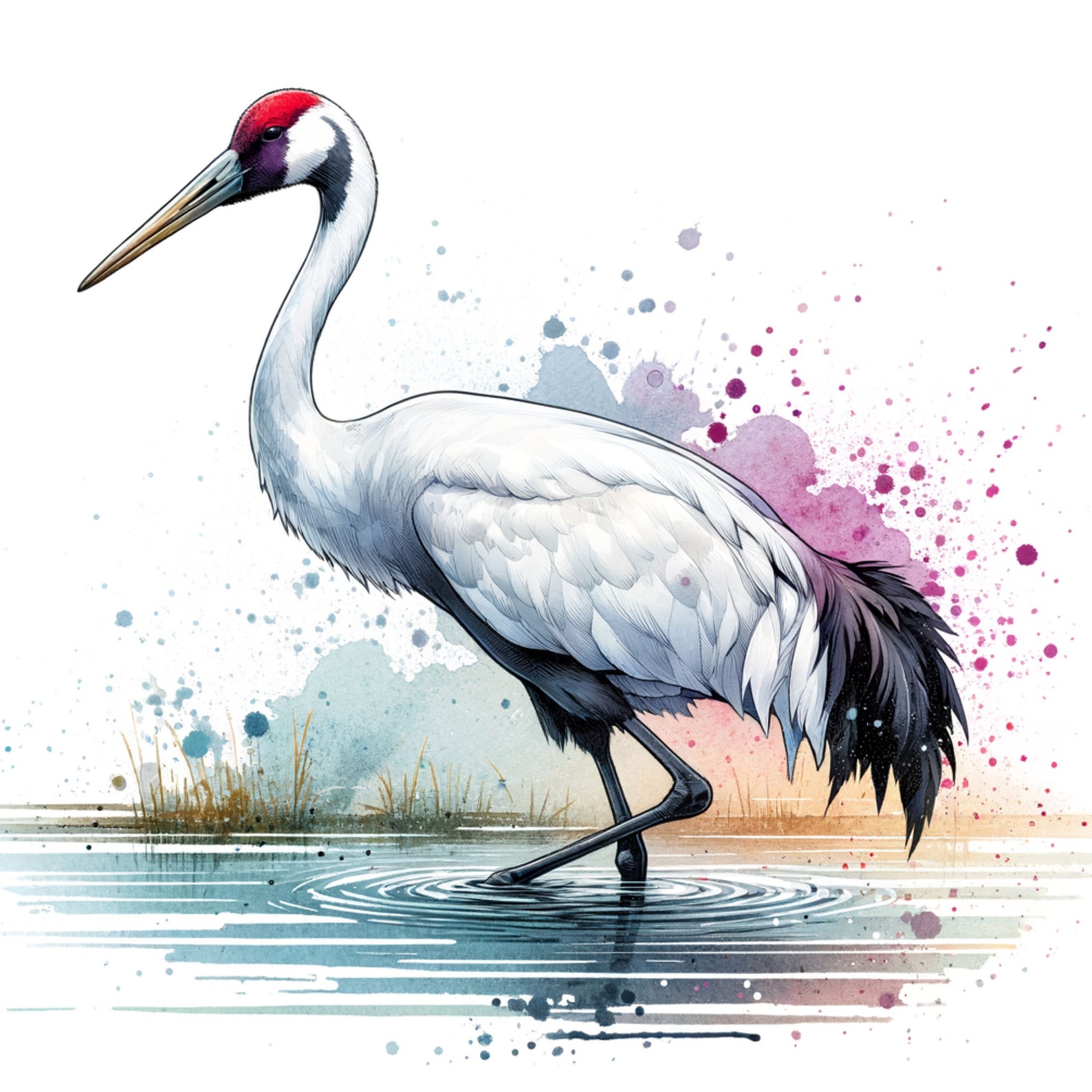 Whooping Crane Digital Art | Clipart Bundle | 15 High Quality Jpgs ...