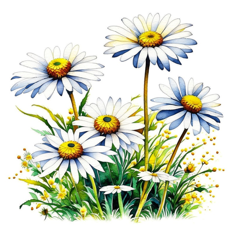 Daisies Digital Art | Flowers Clipart | 10 High Quality Jpgs | Digital ...