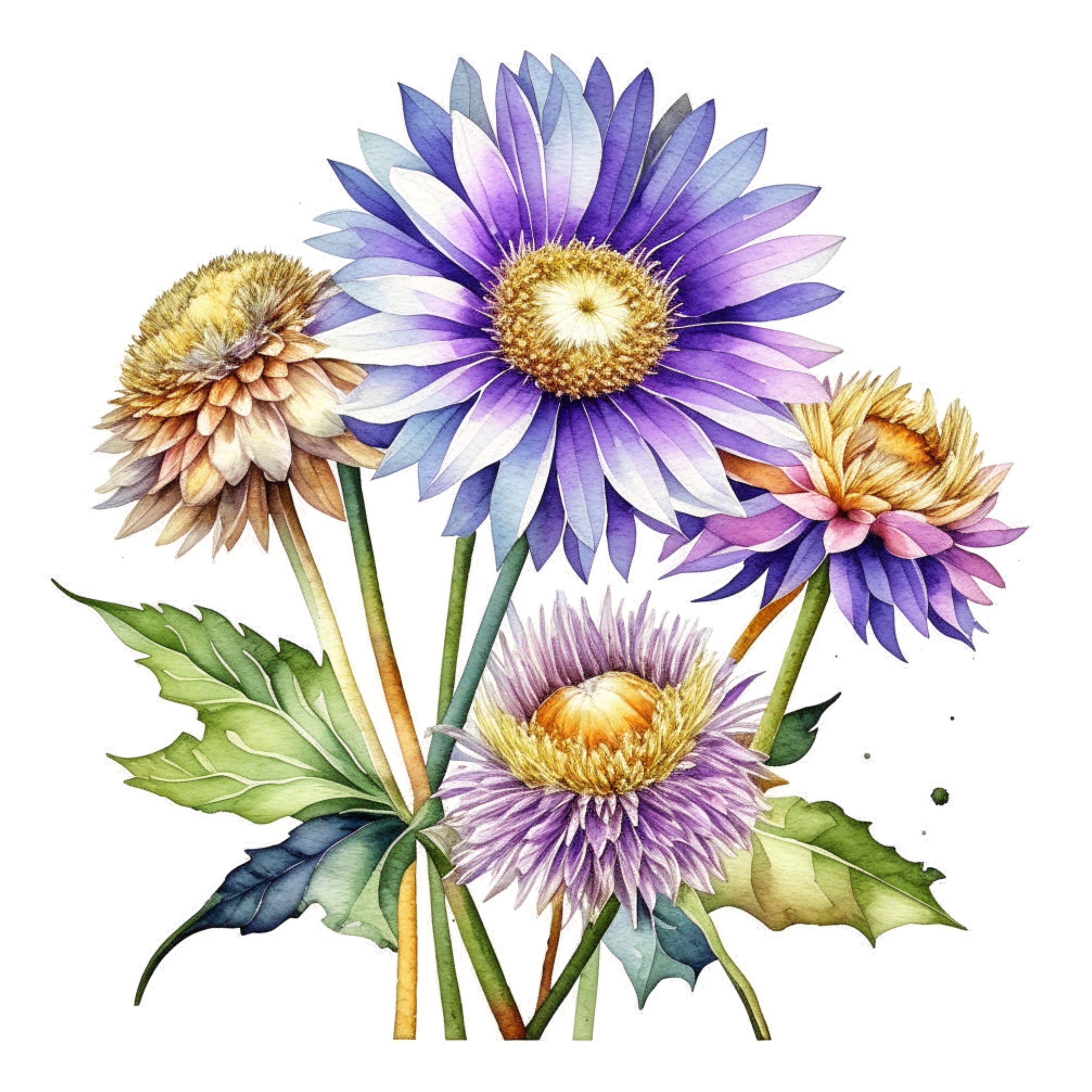 Asters Digital Art Clipart Aster 15 High Quality Jpgs Digital Download ...