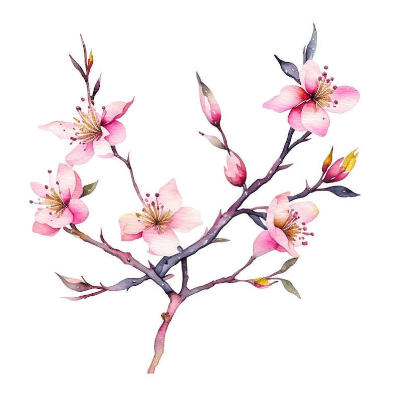 Cherry Blossoms Digital Art | Clipart | Cherry Blossom 15 High Quality ...