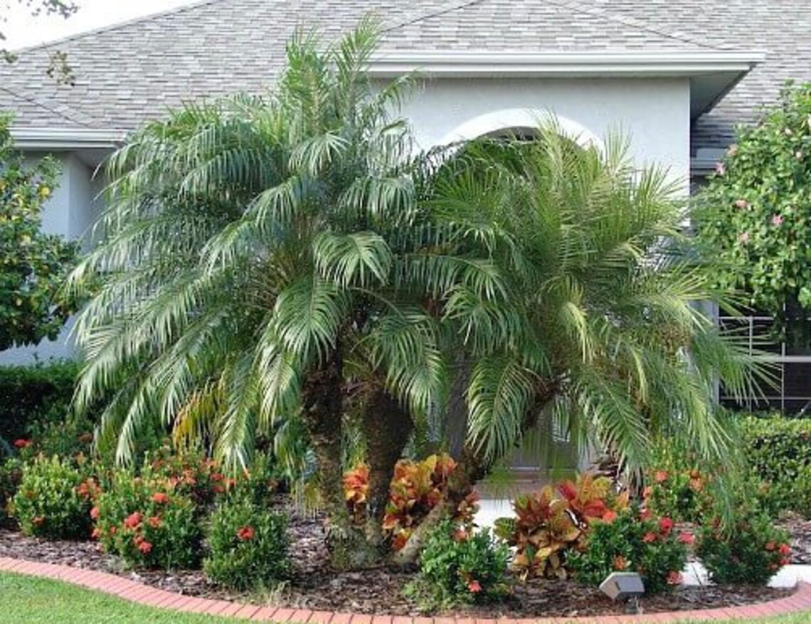 4 Date Palm Seeds (limited Stock) - Etsy UK