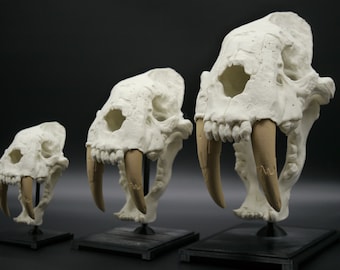 Saber-toothed Tiger Skull Replica, Smilodon, 3D Print, Skull Replica ...