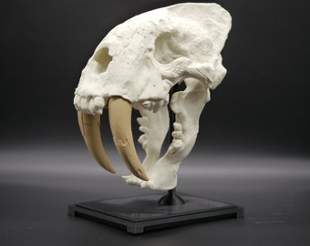 Saber-toothed Tiger Skull Replica, Smilodon, 3D Print, Skull Replica, Fossil Decor, Saber Tooth ...