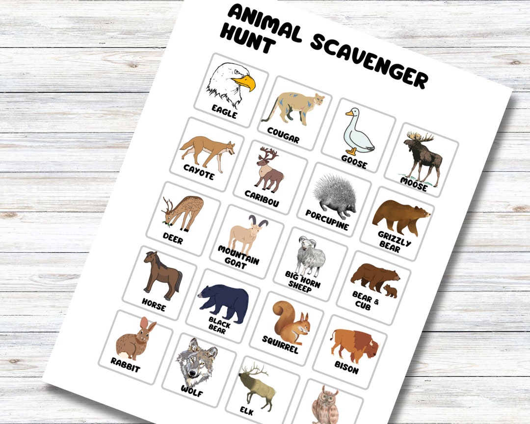 Wild Animal Scavenger Hunt, Mountain Animals, Wildlife Photography ...