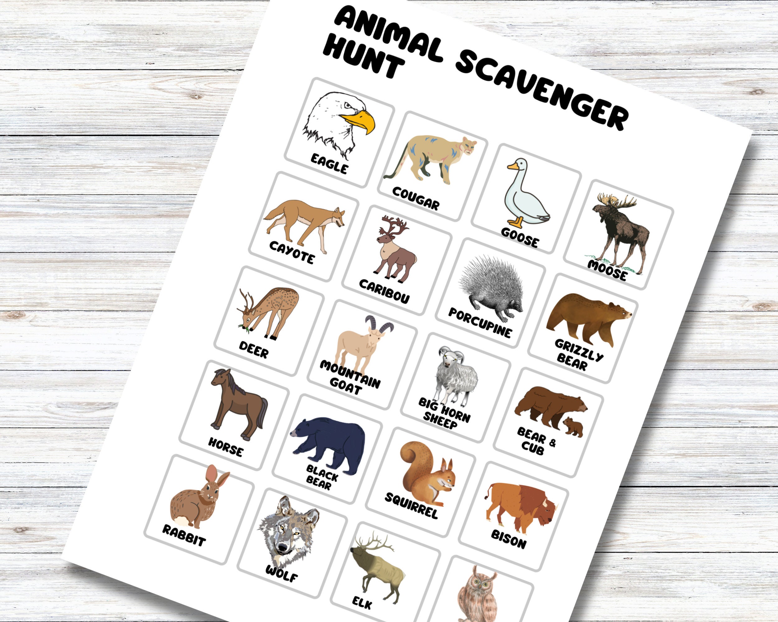 Wild Animal Scavenger Hunt, Mountain Animals, Wildlife Photography ...