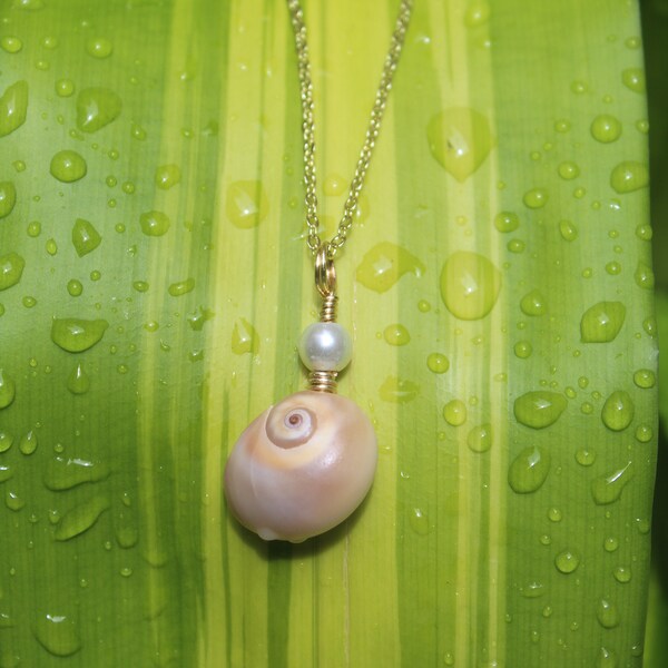 Moon Snail - Etsy