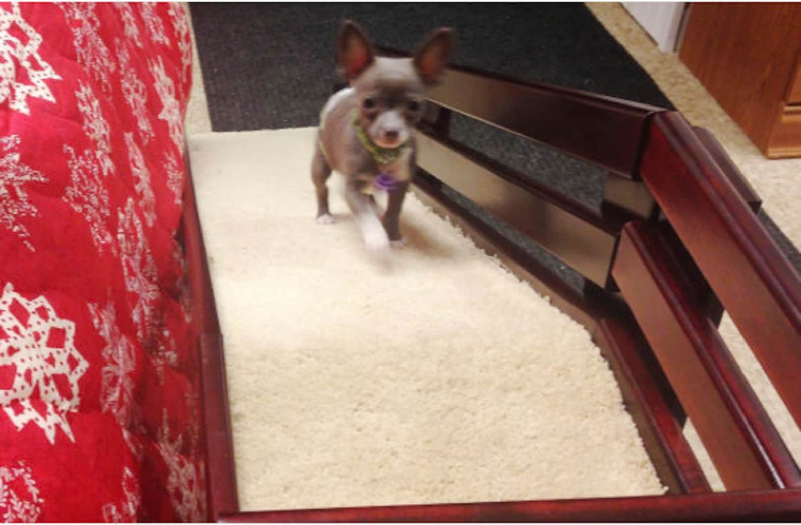 Climber Slope Dog Ramp for Pets That Are Somewhat Agile but Can Not, or ...