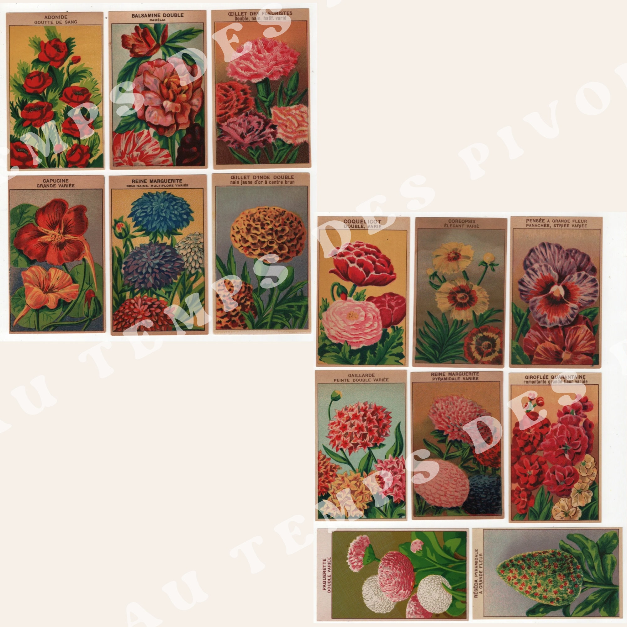50 Vintage Flower Seed Packet Labels, French Botanical Illustrations ...