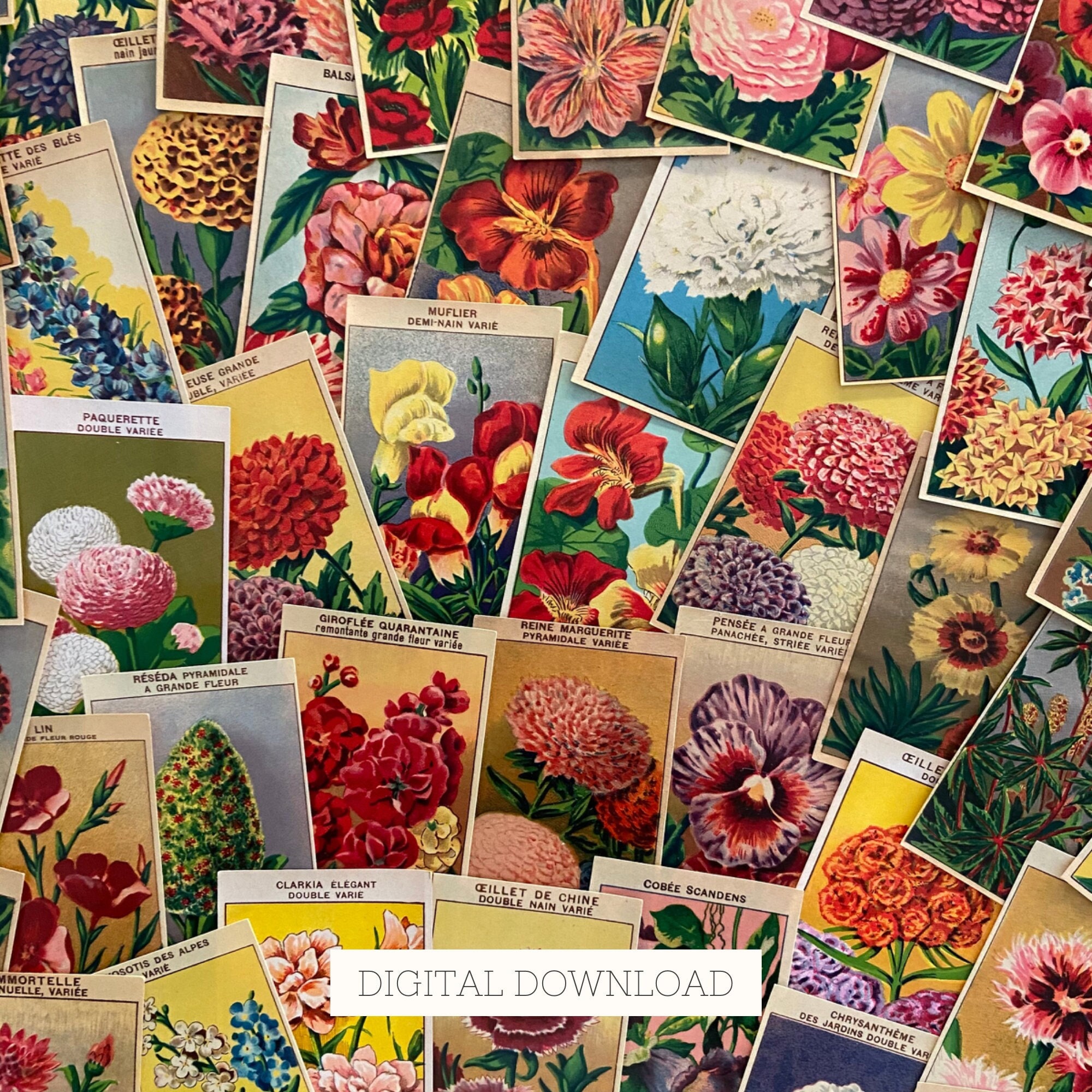 50 Vintage Flower Seed Packet Labels, French Botanical Illustrations ...