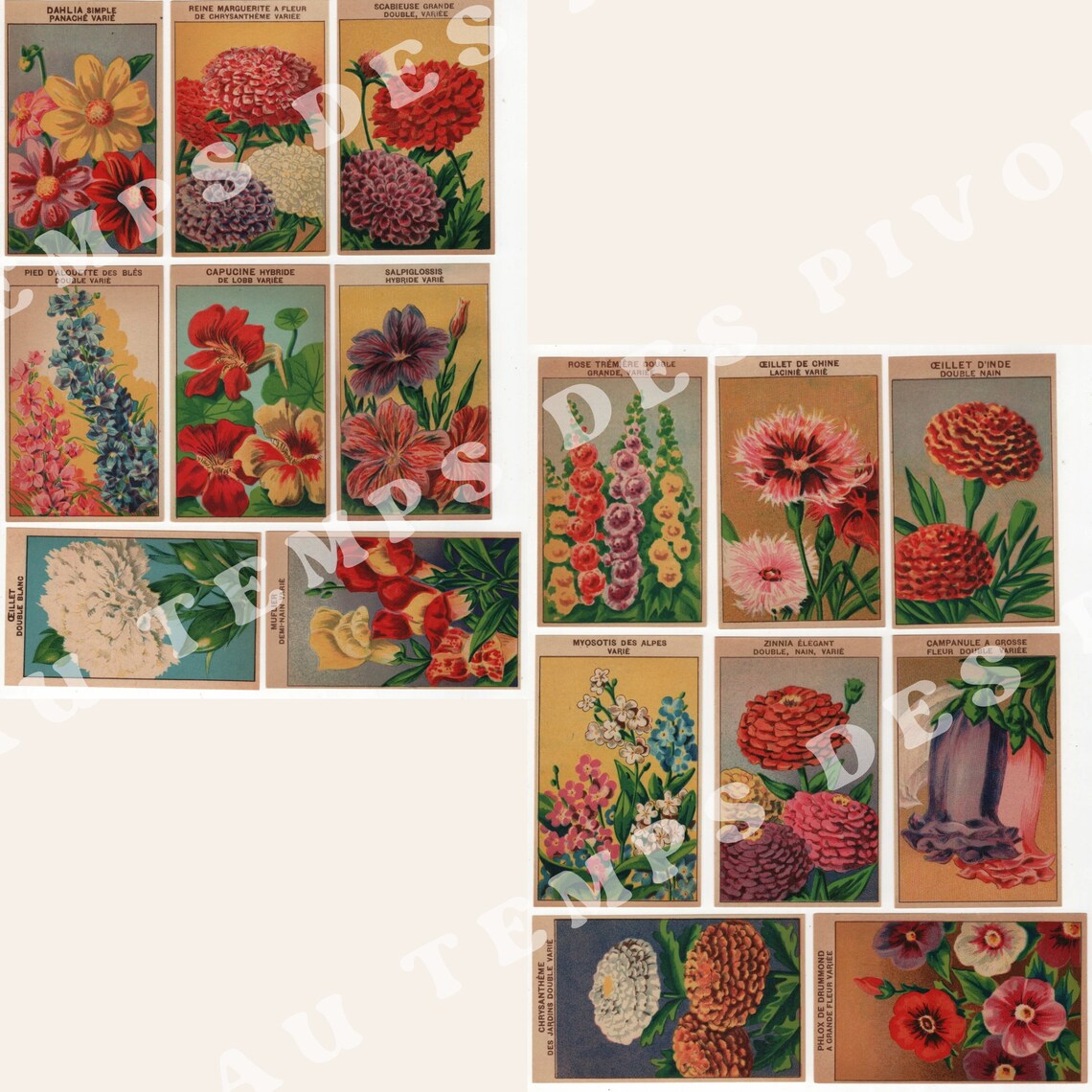 50 Vintage Flower Seed Packet Labels, French Botanical Illustrations ...