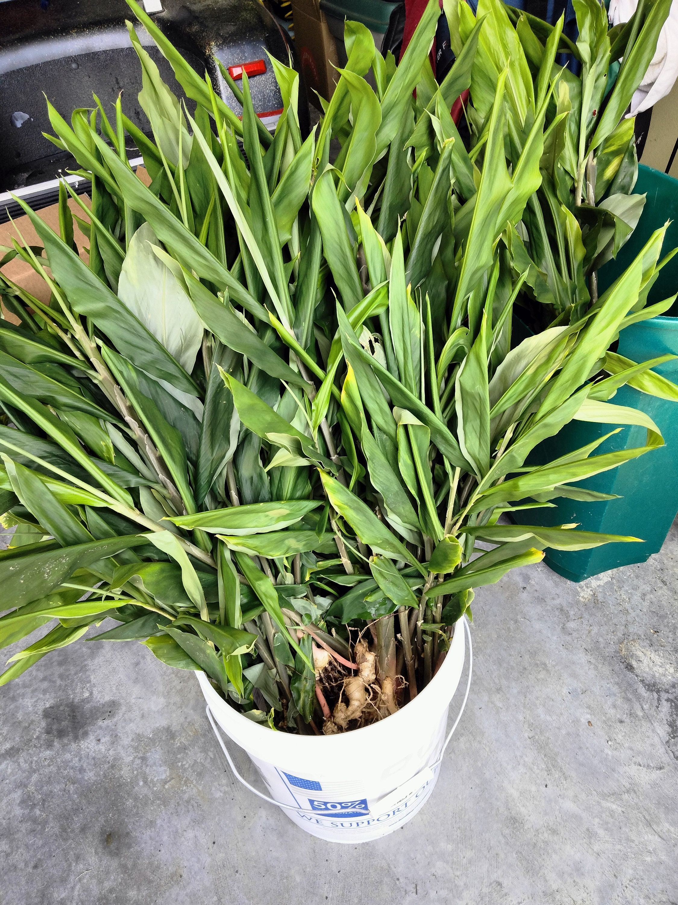 Awapuhi Kuahiwi Shampoo Ginger Rhizomes Ready to Plant Bitter Ginger ...