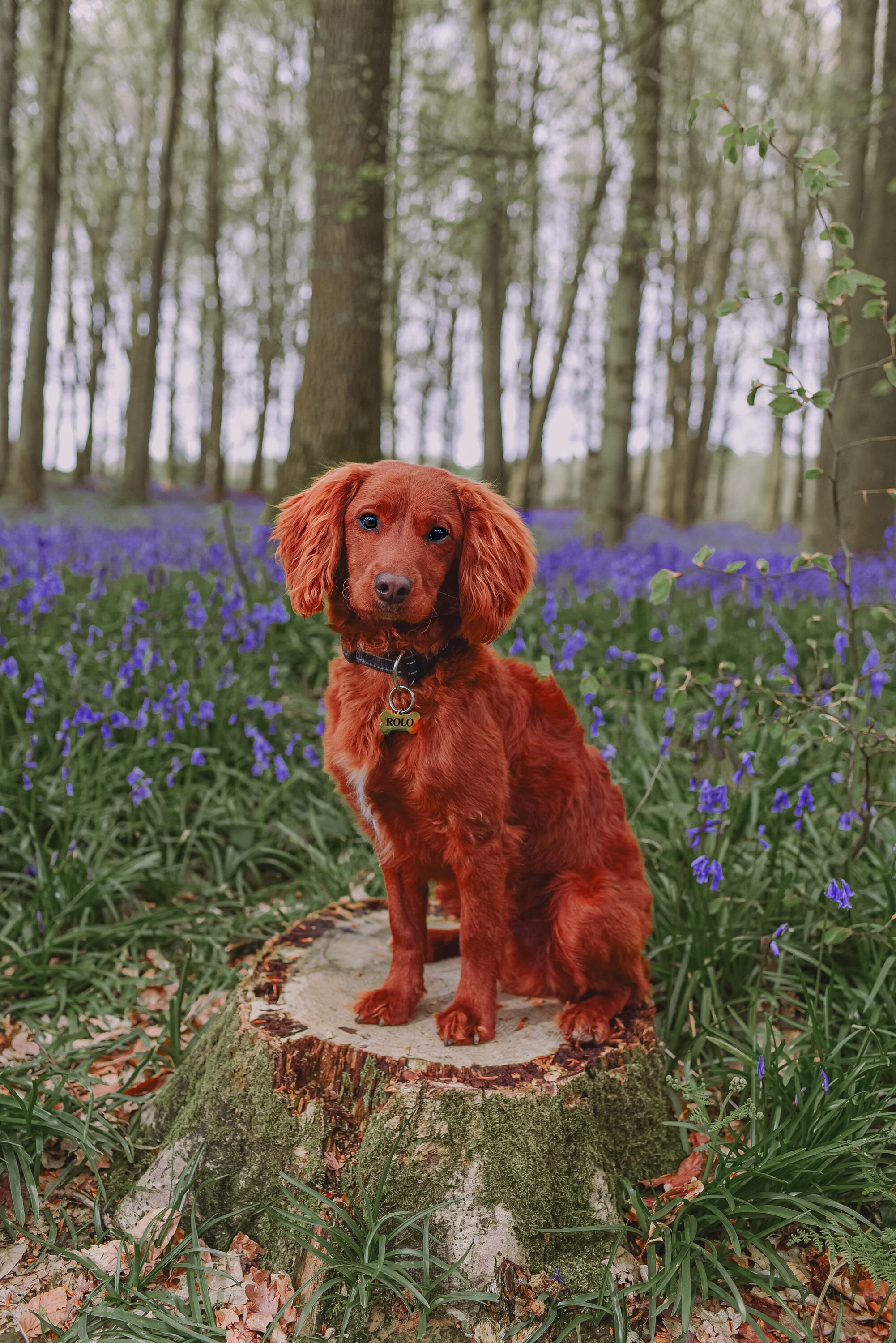 Bluebell Cockapoo - Etsy
