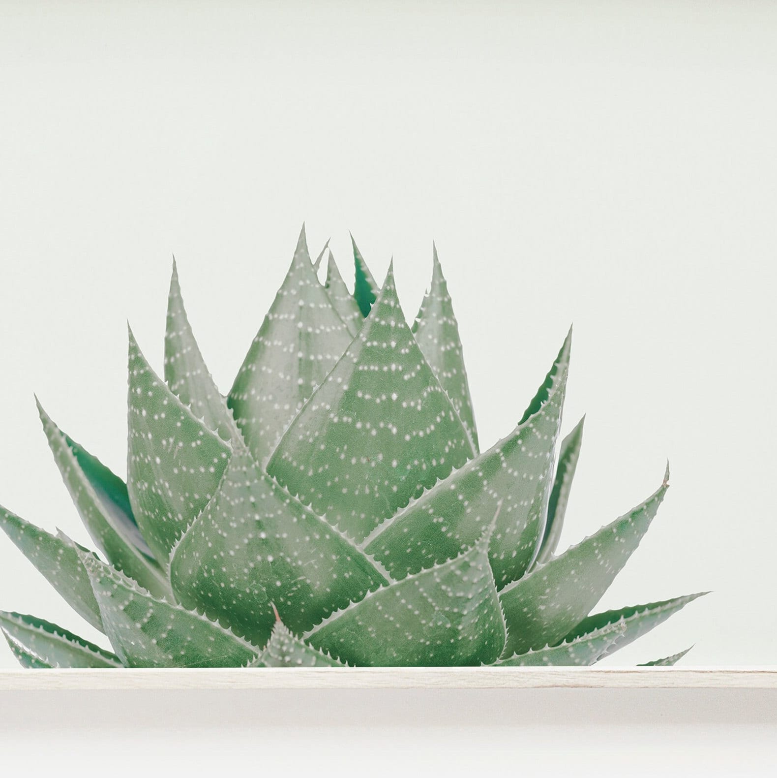 Agave Nature Poster, Green Agave Plant, Succulent Wall Art, Horizontal ...