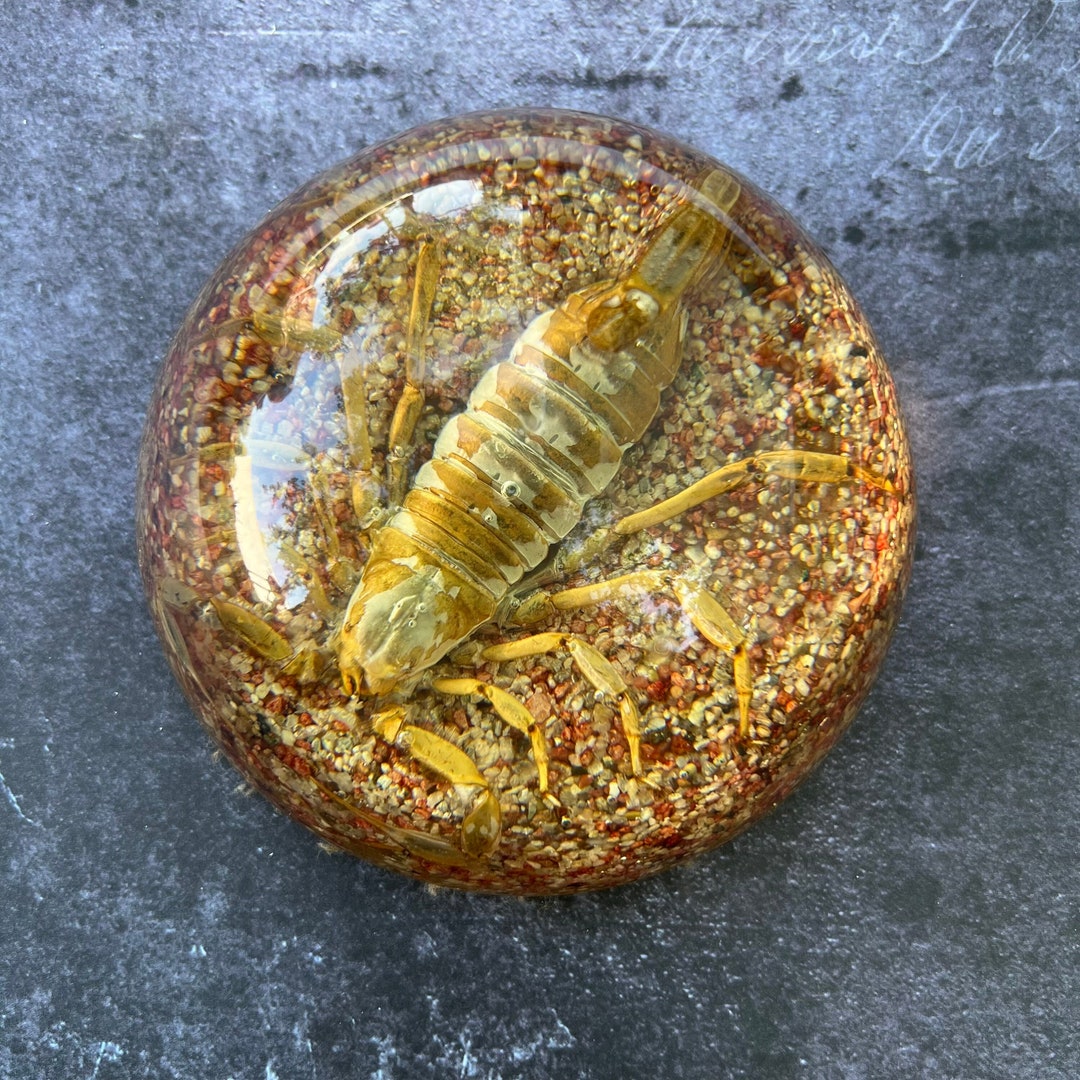 Vintage Scorpion Lucite Paper Weight A156 - Etsy