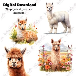 Alpaca Clipart PNG Watercolor Bundle | Cute Animal Clipart | Barnyard ...