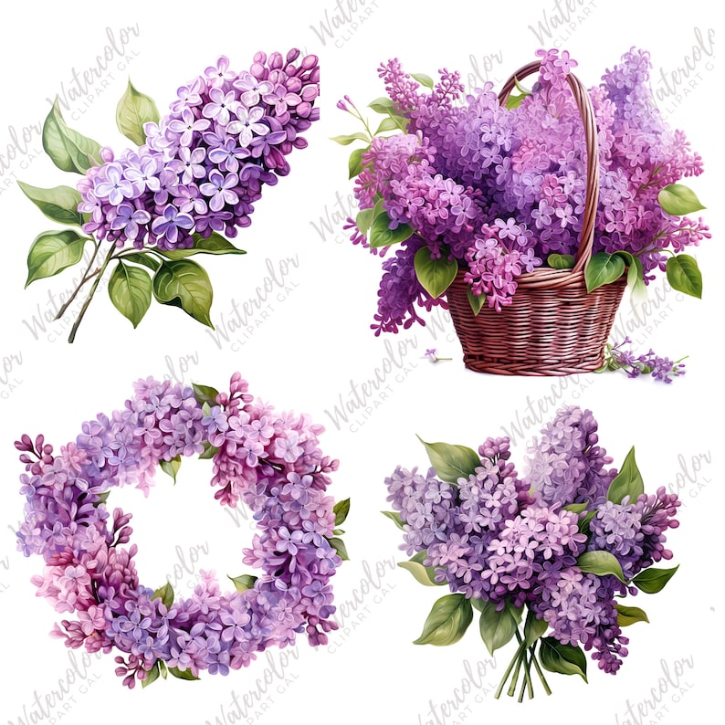 Lilac Flower Clipart PNG Watercolor Bundle | Lilac PNG | Floral Clipart ...