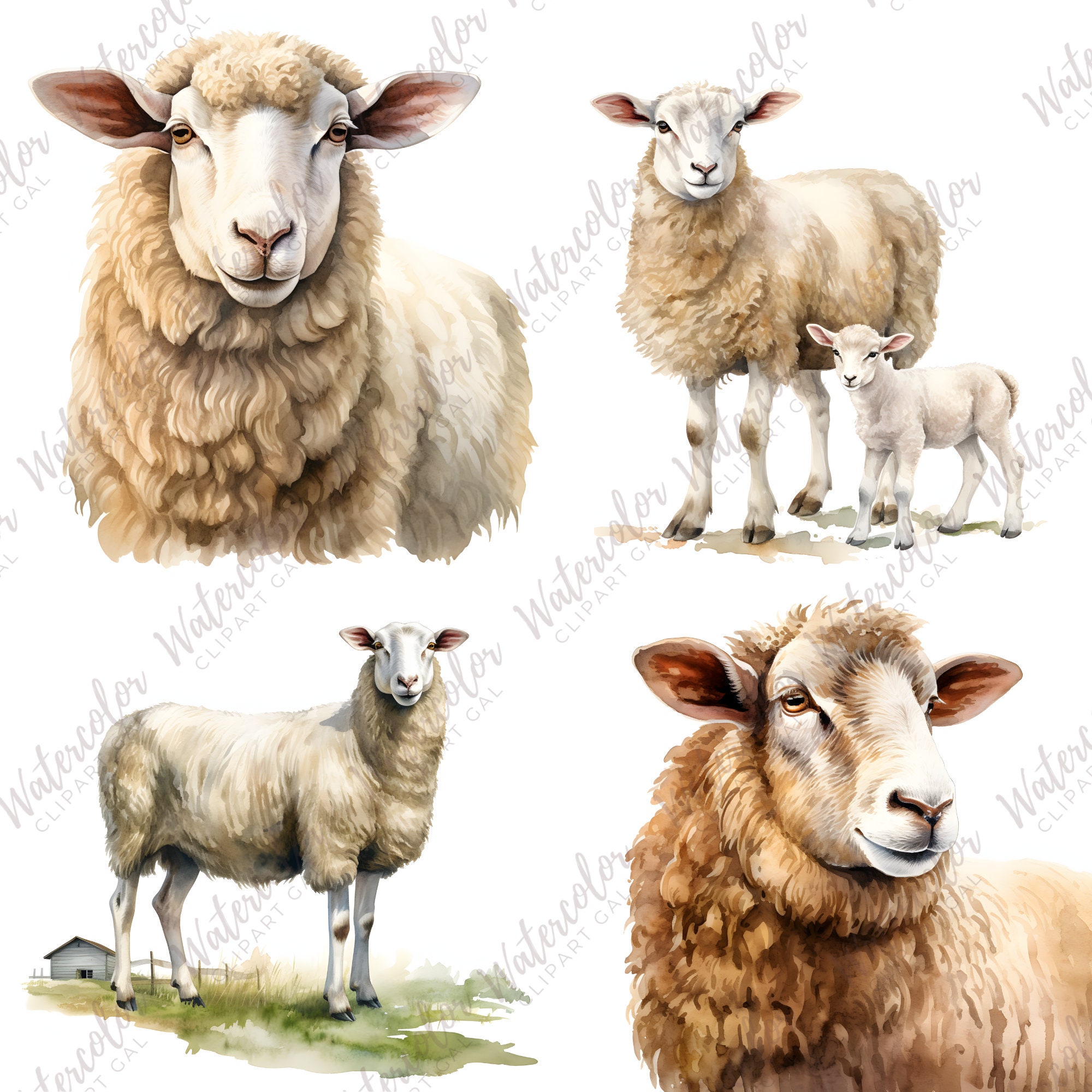 Sheep Clipart Watercolor Bundle Cute Animal Clipart Barnyard Birthday ...