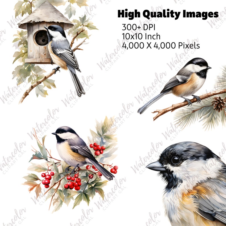 Chickadee Clipart Bundle | Chickadee PNG | Chickadee Watercolor Bird ...