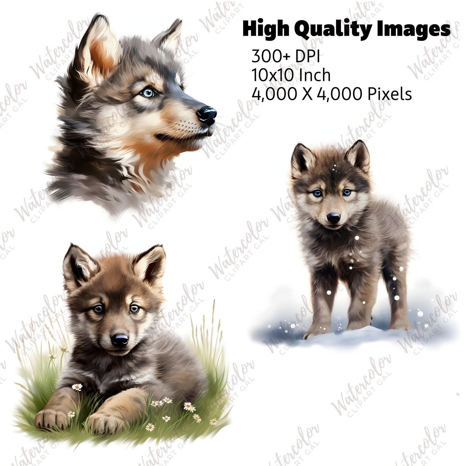 Baby Wolf Clipart PNG Watercolor Bundle Baby Animals Clipart Baby Wolf ...