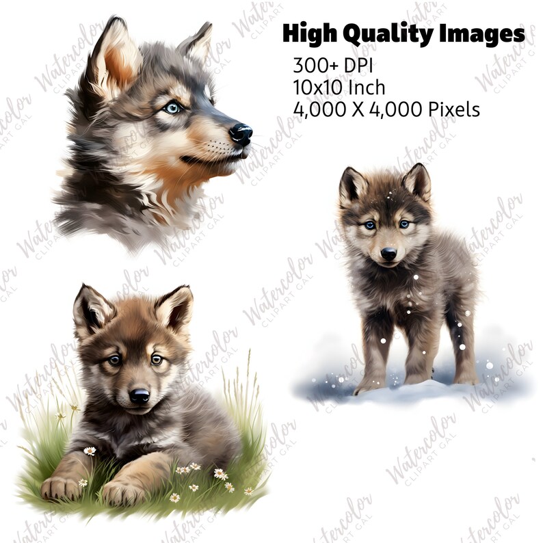 Baby Wolf Clipart PNG Watercolor Bundle Baby Animals Clipart Baby Wolf ...