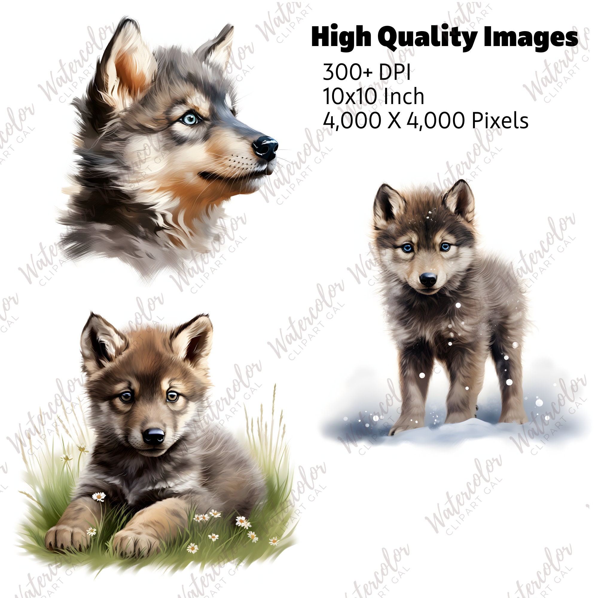 Baby Wolf Clipart PNG Watercolor Bundle Baby Animals Clipart Baby Wolf ...