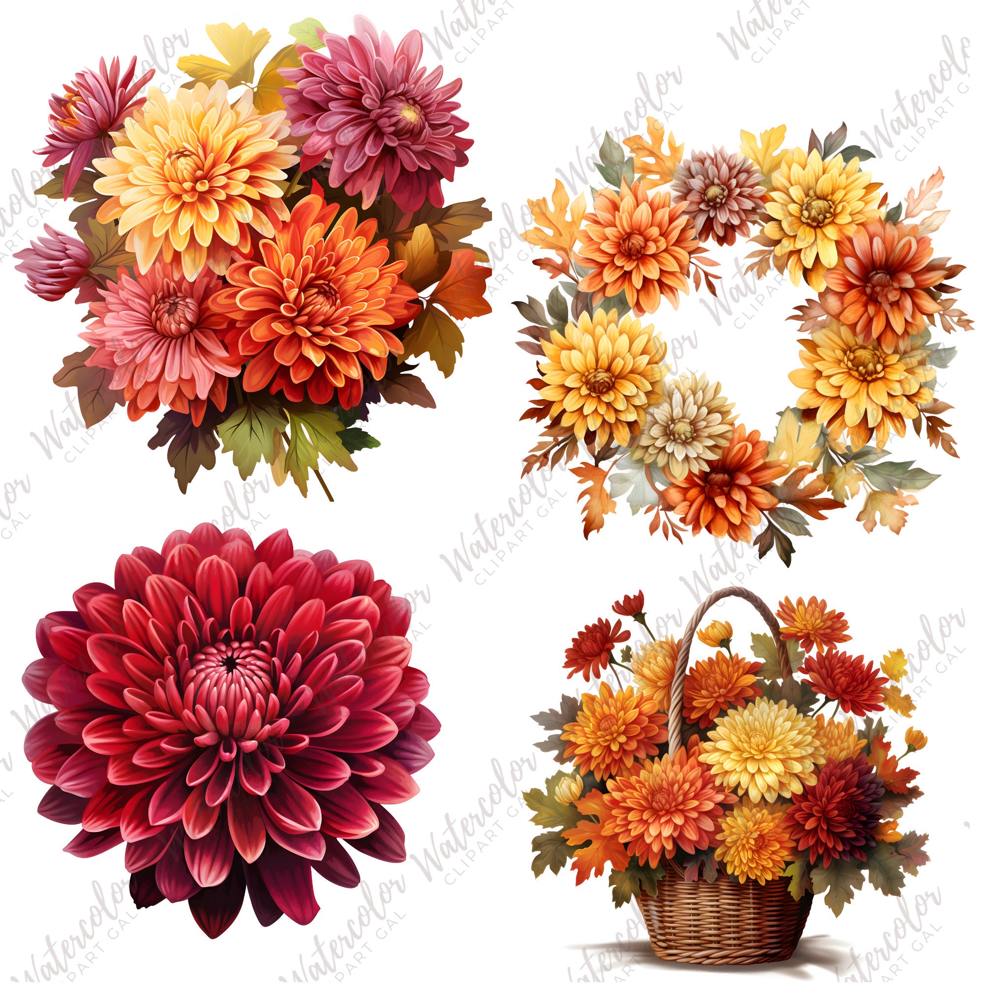 Mums Clipart PNG Watercolor Bundle Mums Flower PNG Floral - Etsy