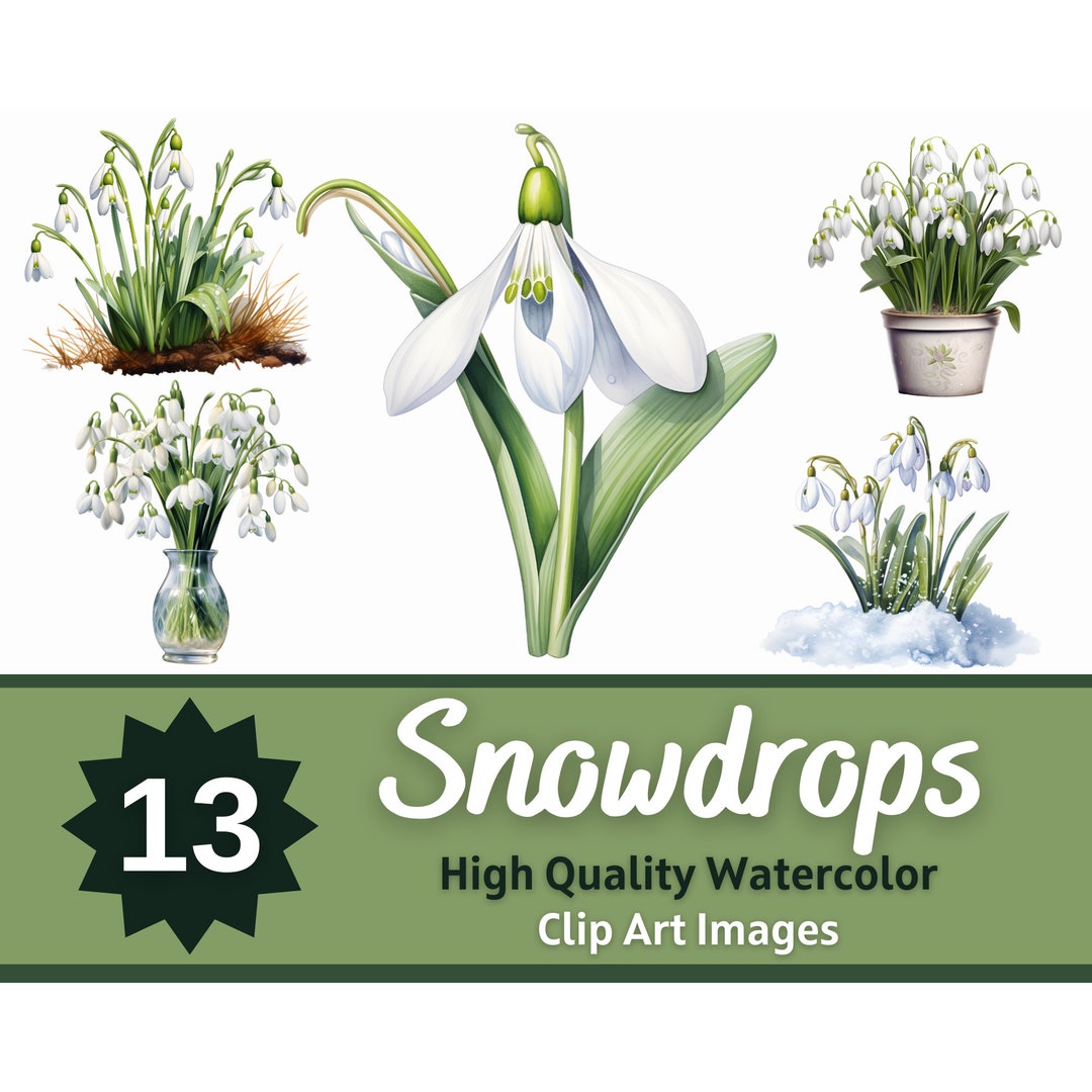 Snowdrop Clipart Watercolor Bundle | Snowdrop Flower PNG | Floral ...