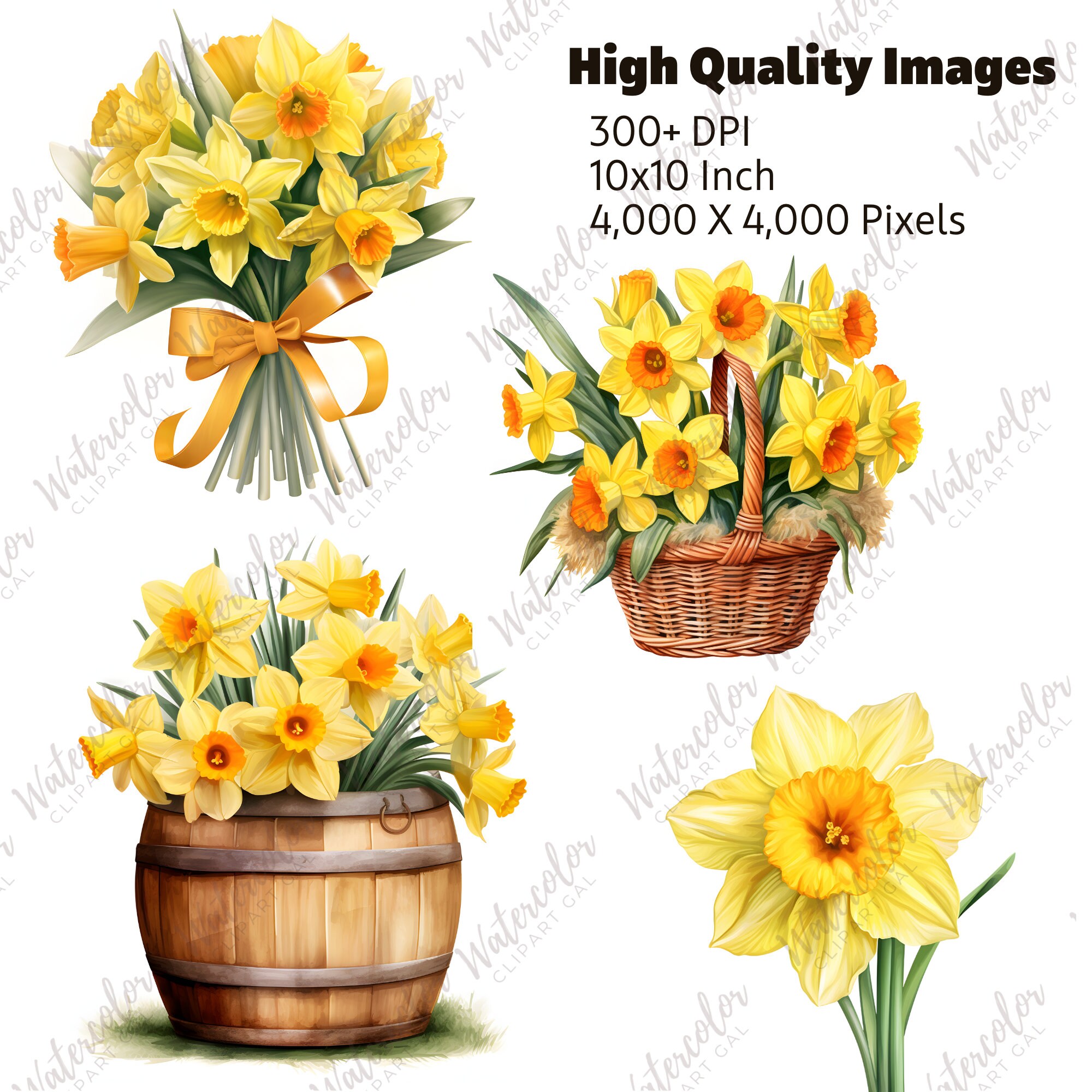 Daffodil Clipart PNG Watercolor Bundle Daffodil PNG Floral - Etsy