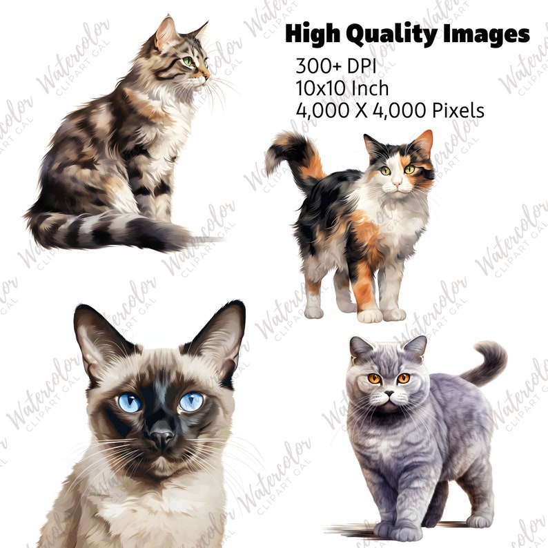 Cats Clipart Watercolor Bundle Animal Clipart Cat PNG - Etsy