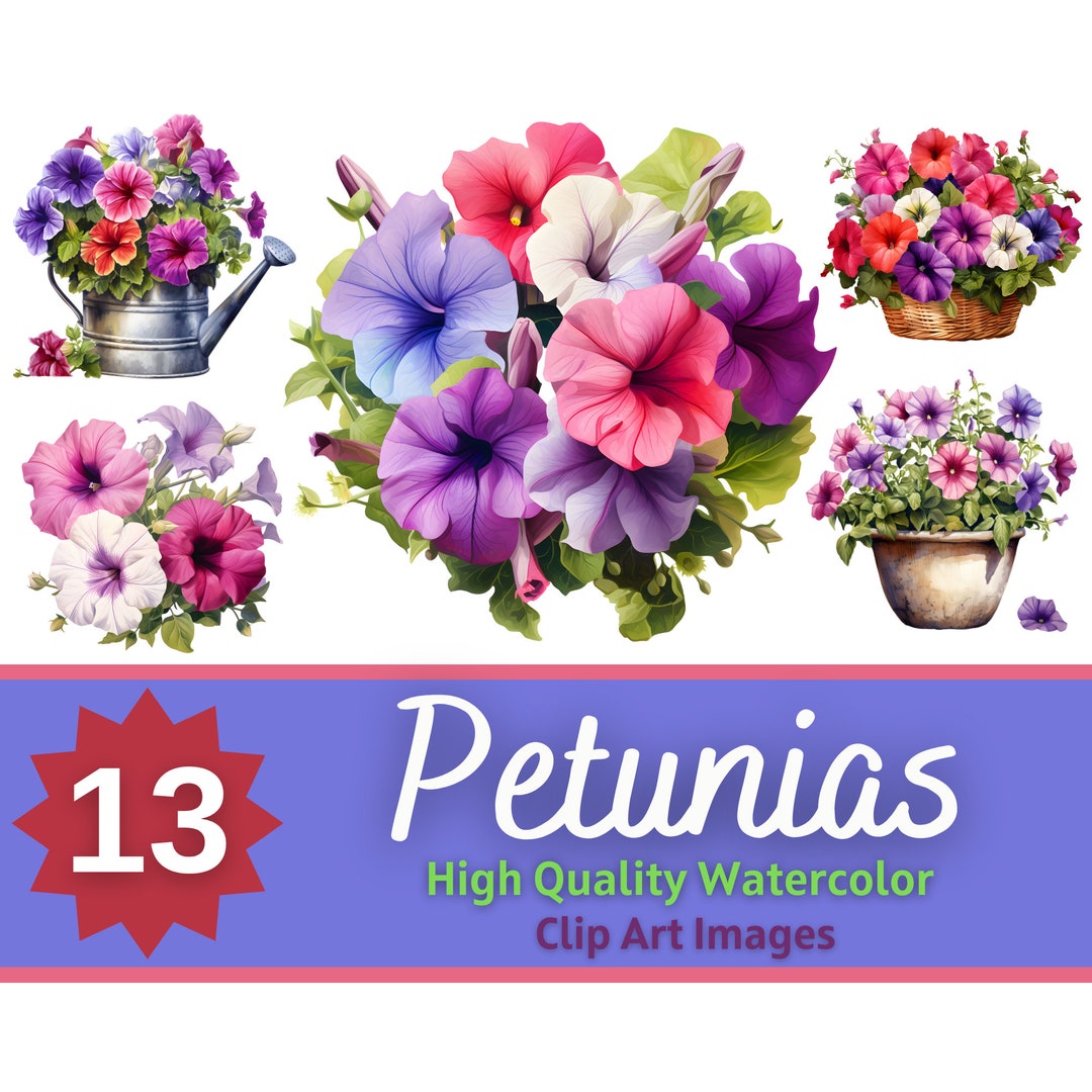Petunia Clipart Watercolor Bundle | Petunia PNG | Floral Clipart ...