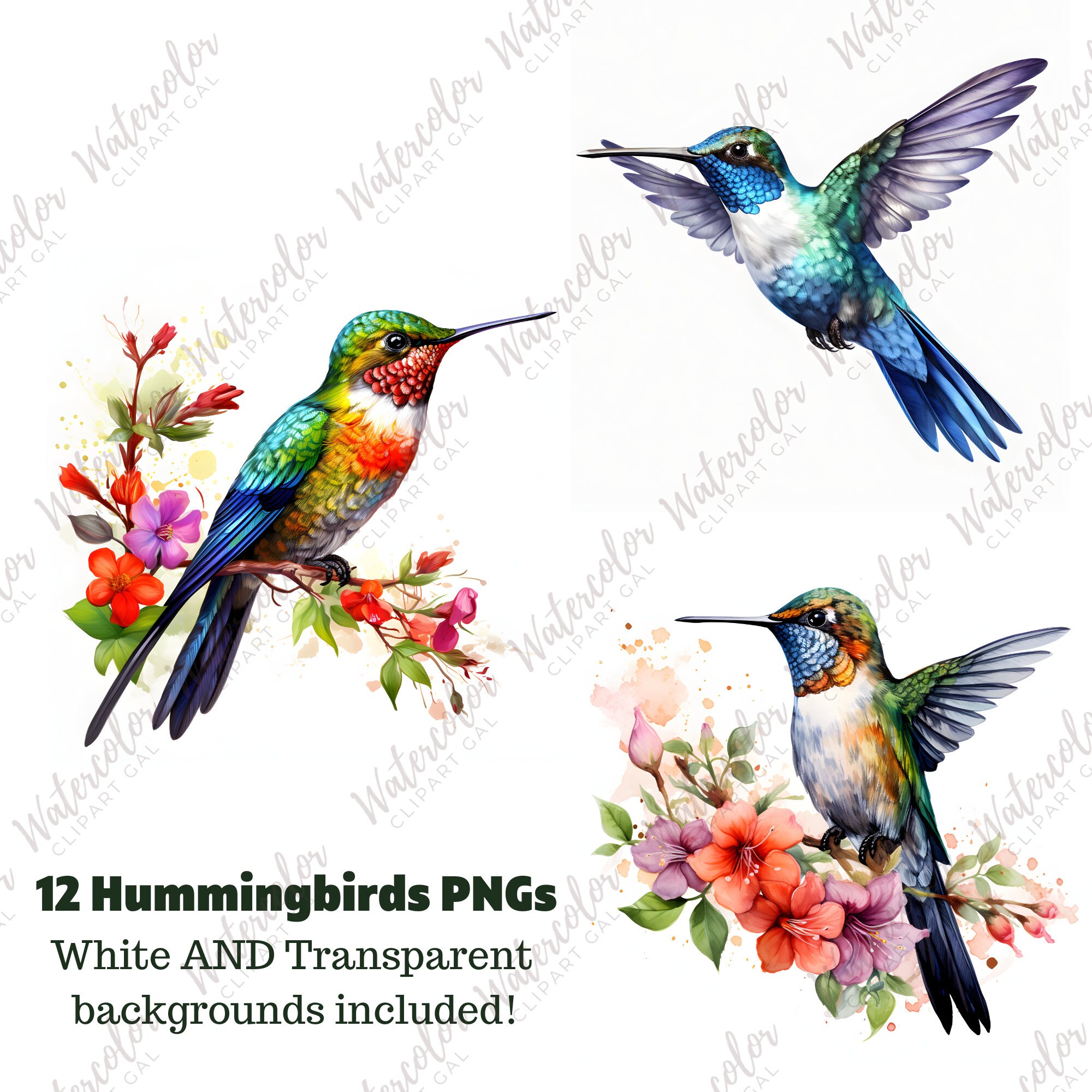 Hummingbird Clipart Watercolor Bundle Hummingbird PNG Colorful Bird ...