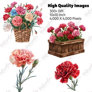 Carnation Clipart Watercolor Bundle | Carnation PNG | Flower Clipart ...
