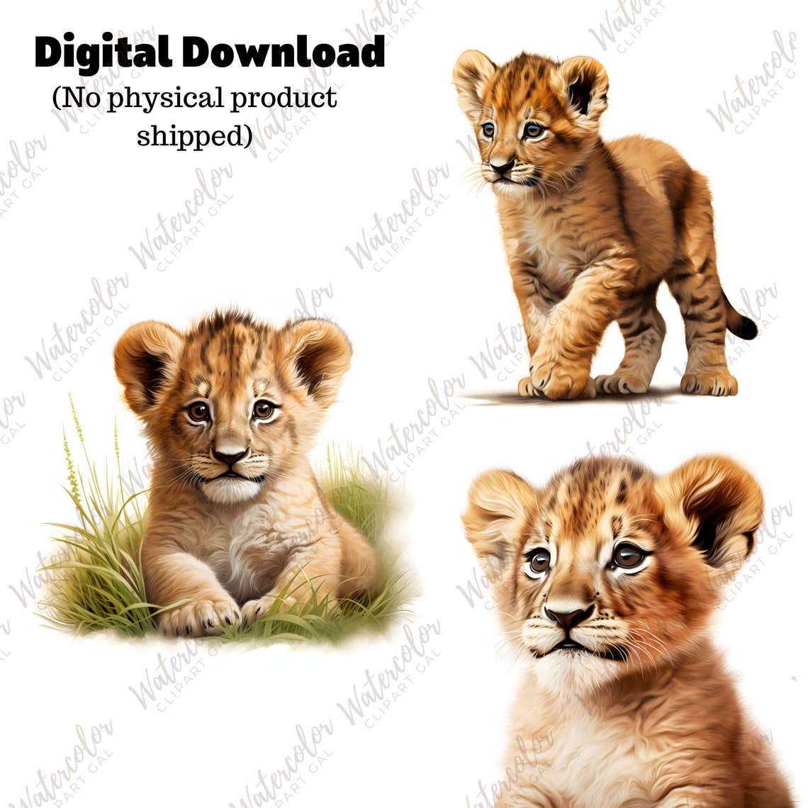 Baby Lion Clipart PNG Watercolor Bundle Baby Animals Clipart - Etsy