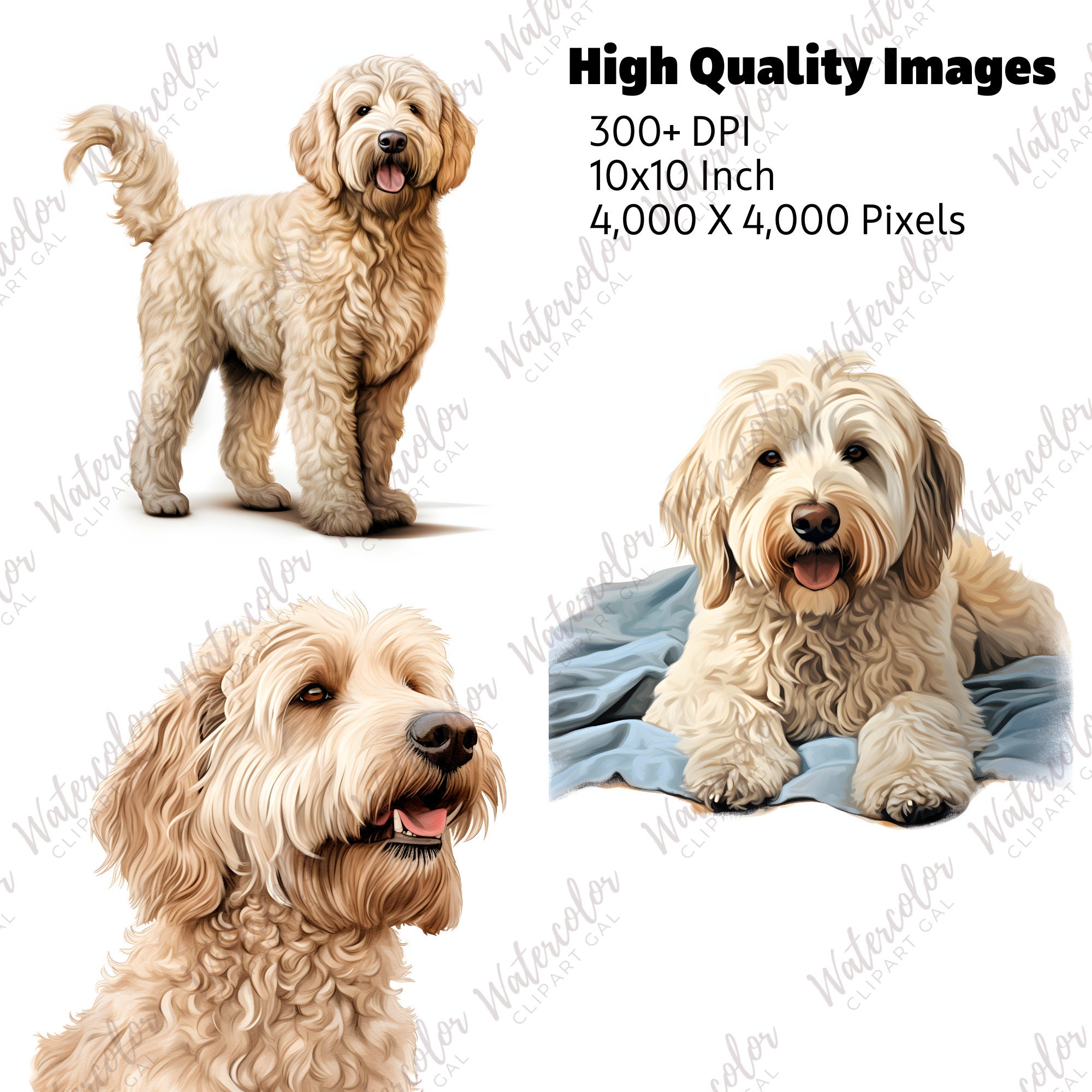 Cream Labradoodle PNG Clipart Watercolor Bundle Dog Portrait ...