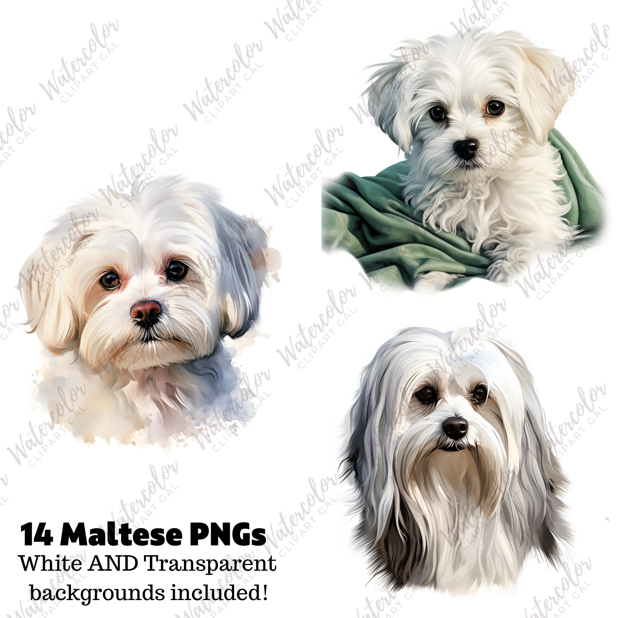 Maltese Clipart Watercolor Bundle | Dog Portrait | Maltese PNG | Junk ...