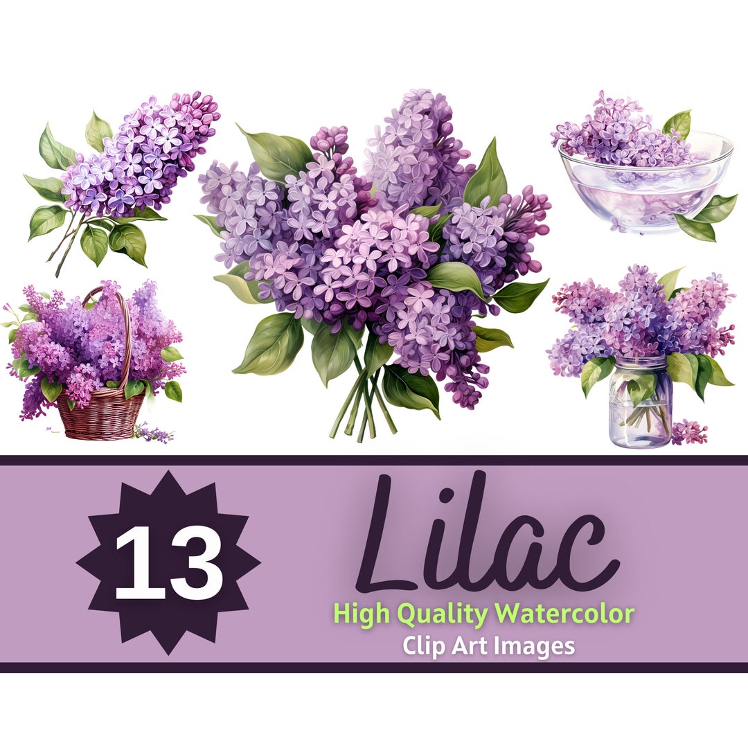 Lilac Flower Clipart PNG Watercolor Bundle | Lilac PNG | Floral Clipart ...
