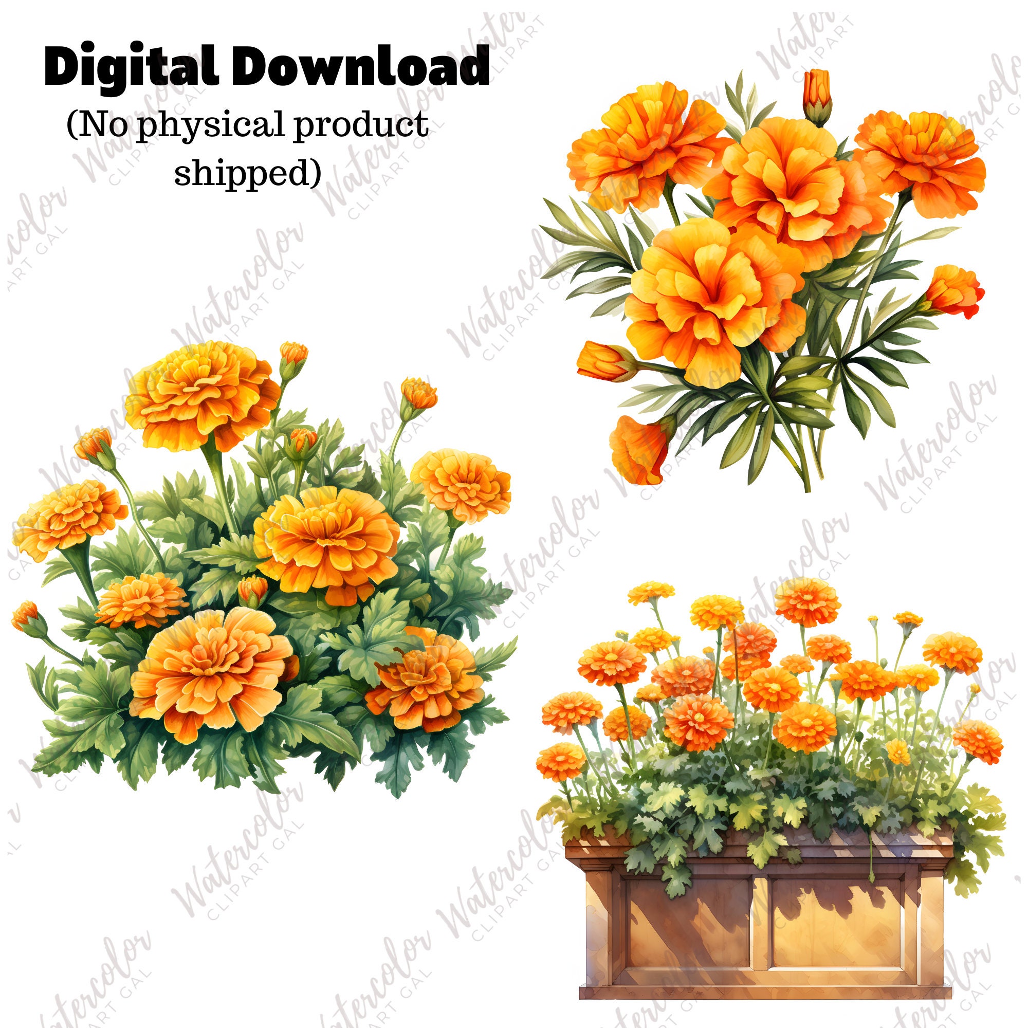 Marigolds Clipart PNG Watercolor Bundle Dia De Los Muertos Marigolds ...