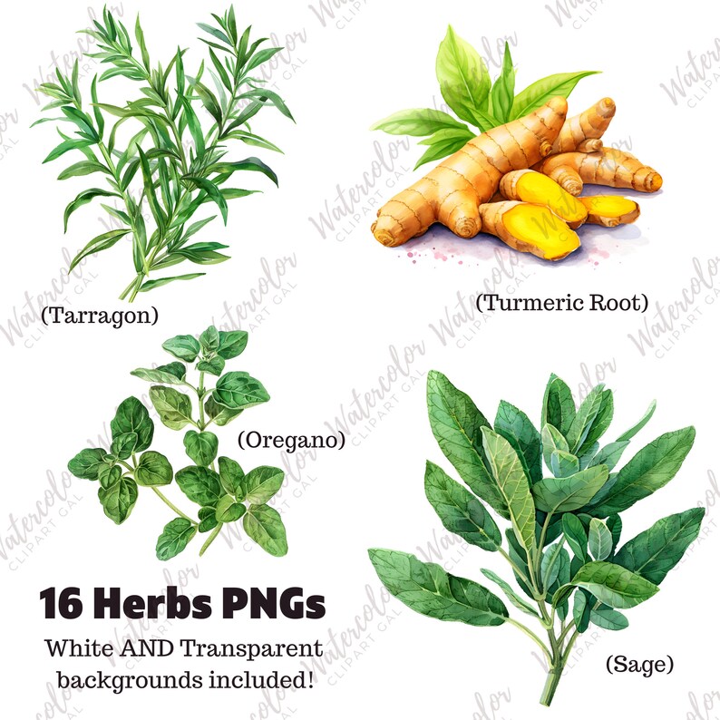 Herb Clipart Watercolor Bundle Herbs and Spices PNG Food Clipart ...