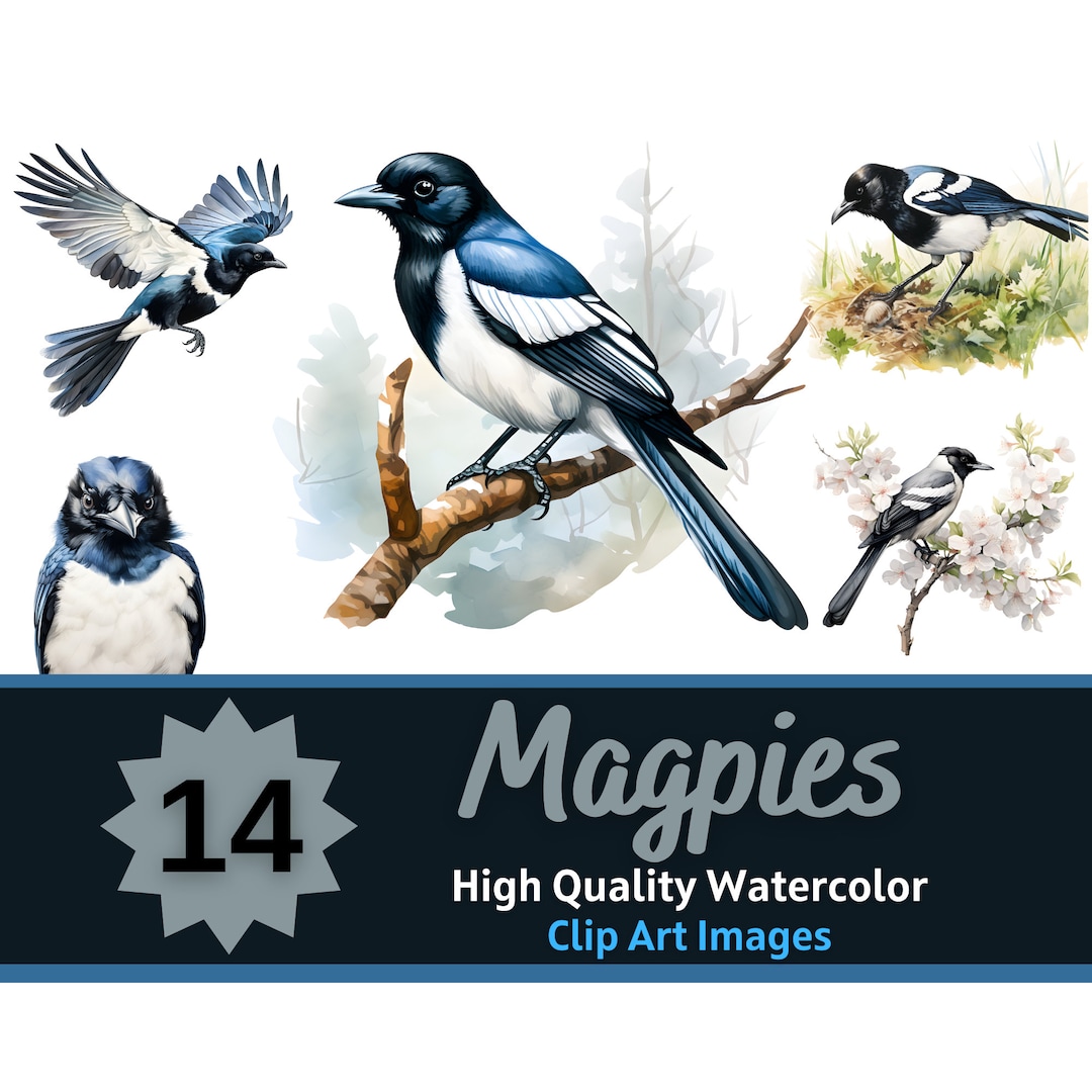 Magpie Clipart Watercolor Bundle | Magpie Art Print | Beautiful Bird ...