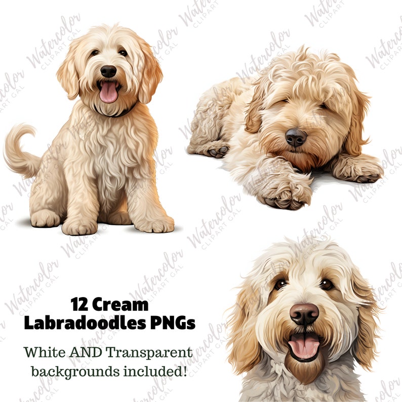 Cream Labradoodle PNG Clipart Watercolor Bundle Dog Portrait ...