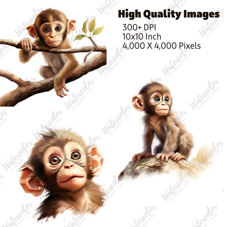 Baby Monkey PNG Clipart Watercolor Bundle Baby Animals Clipart Baby ...