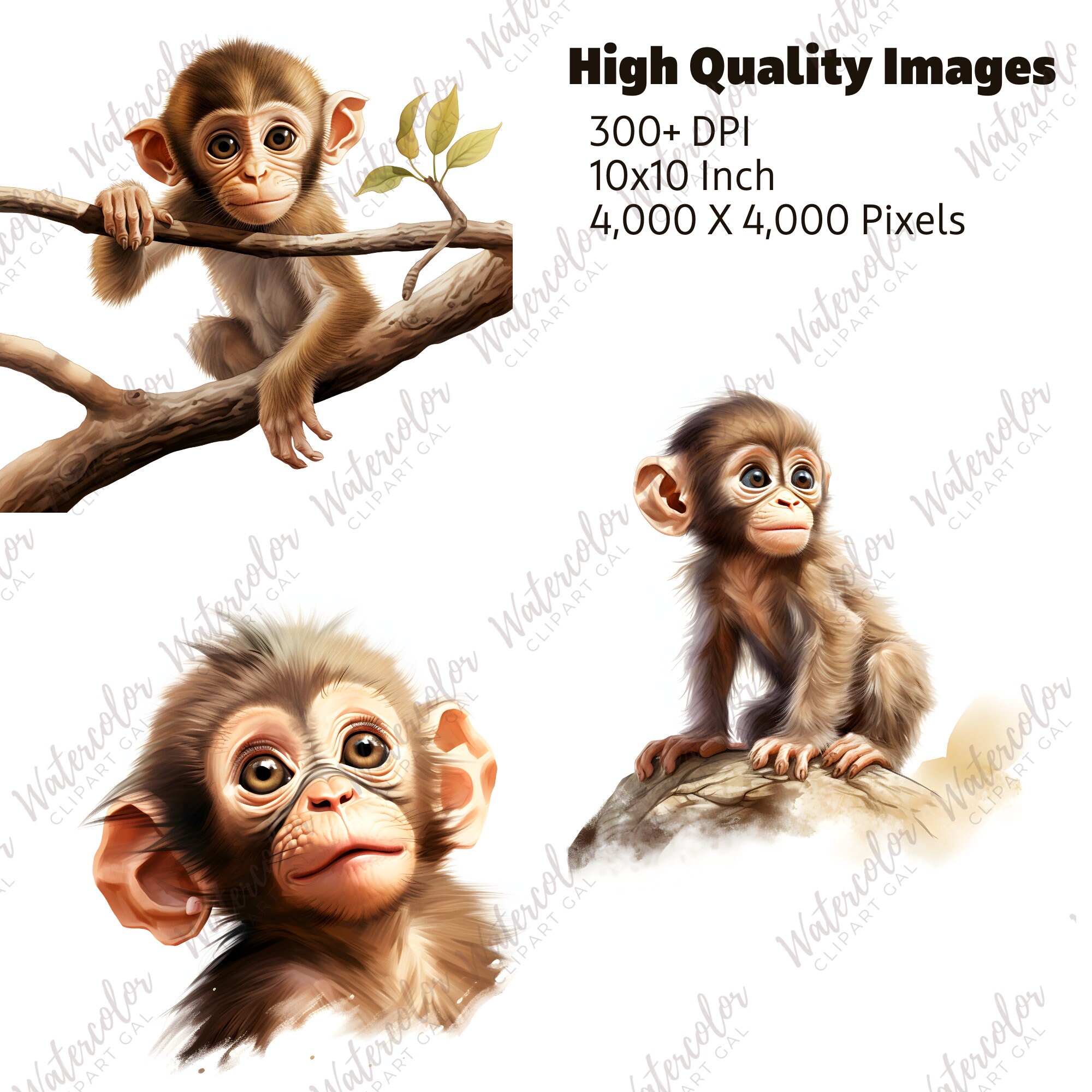 Baby Monkey PNG Clipart Watercolor Bundle | Baby Animals Clipart | Baby ...