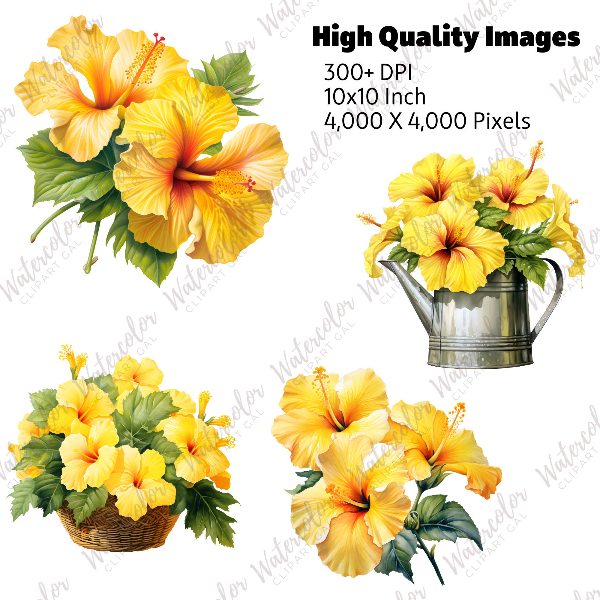 Yellow Hibiscus Flower Clipart PNG Watercolor Bundle | Hibiscus Flower ...