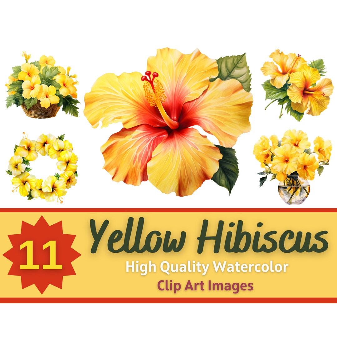 Yellow Hibiscus Flower Clipart PNG Watercolor Bundle | Hibiscus Flower ...