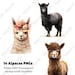 Alpaca Clipart PNG Watercolor Bundle | Cute Animal Clipart | Barnyard ...